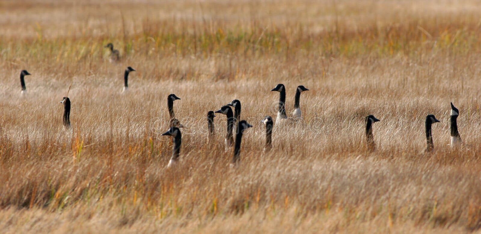 Free Nature (Fields & Meadows) pictures, photos & images - Royalty-Free ...