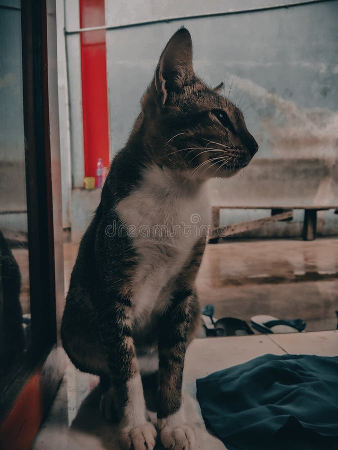 Confused Cat stock photo. Image of catlove, exciting - 264204010