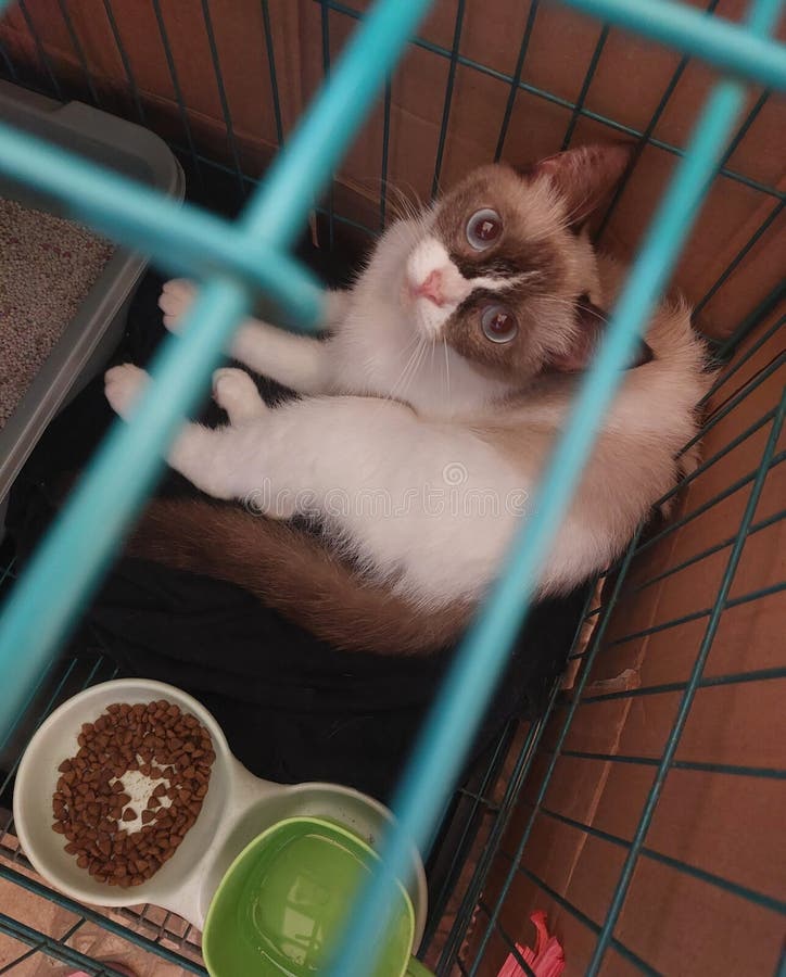 Confused Cat Seen from Above Stock Image - Image of whiskers, puppy ...