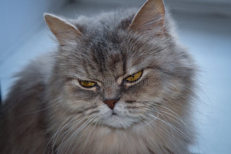 Confused cat stock photo. Image of portrait, eyes, animals - 95555954