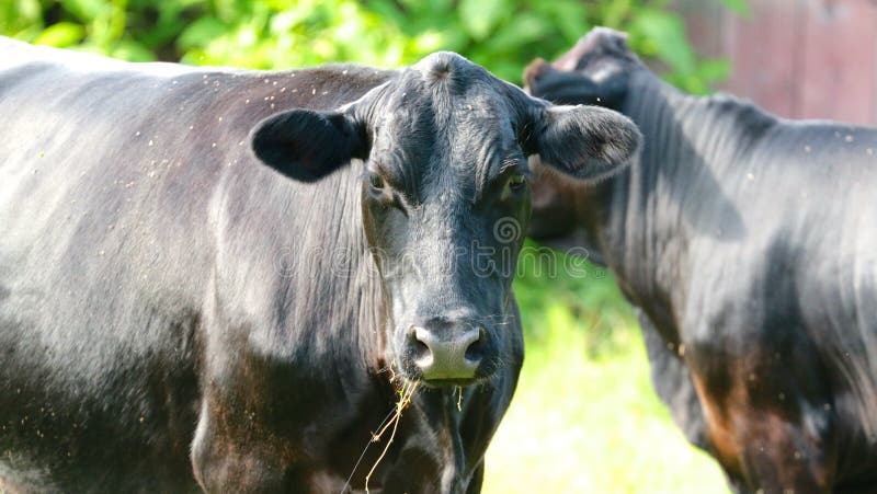 Confused Cow Two stock photo. Image of bovine, oxen, california - 42805406