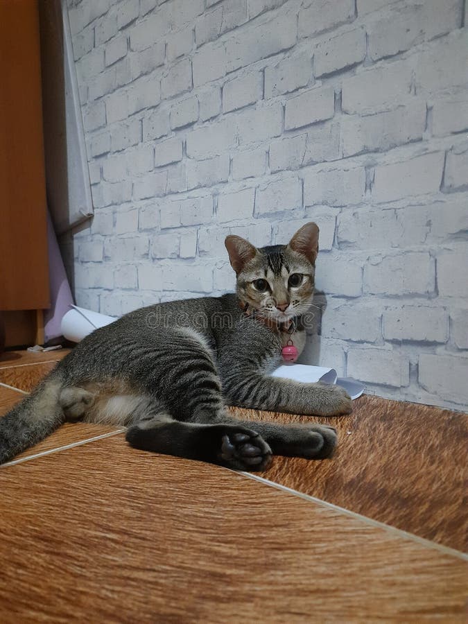 A confused cute cat stock photo. Image of bird, cute - 219053840