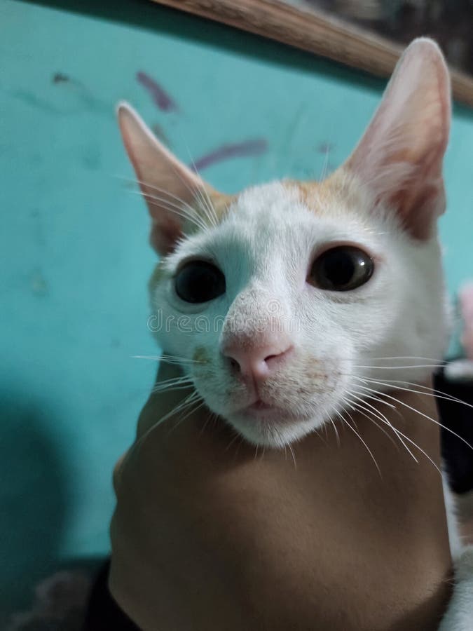 Confused cute cat stock photo. Image of cute, confused - 262930658