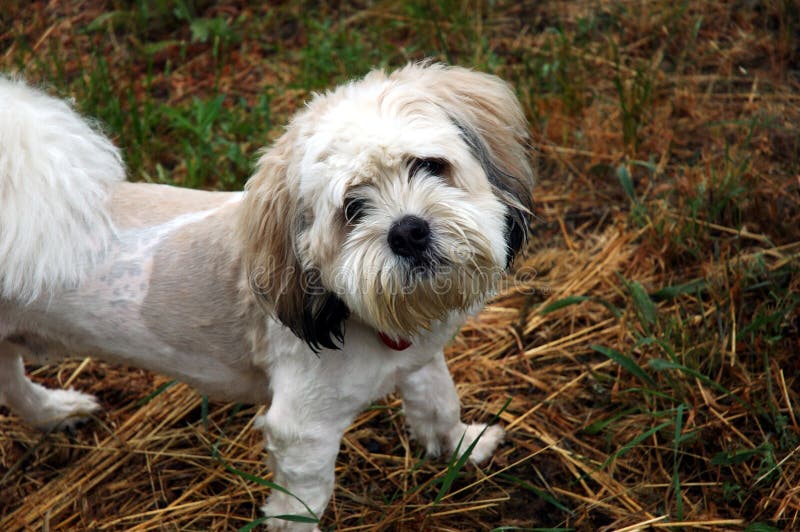 Confused Dog stock image. Image of shih, mutt, breed, furry - 182357