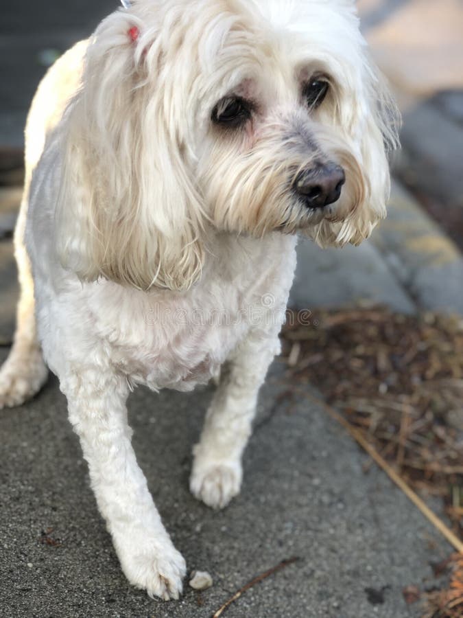 1,483 Confused Dog Stock Photos - Free & Royalty-Free Stock Photos from ...