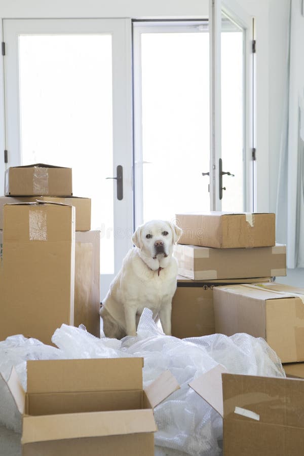 Confused Dog on Moving Day stock image. Image of furniture - 145039441