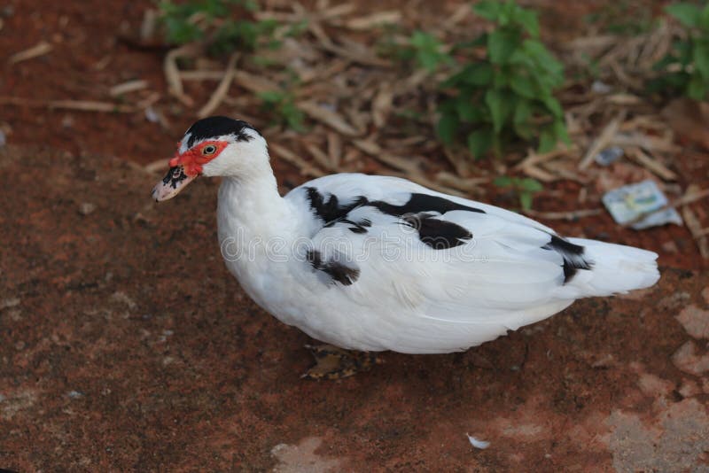 Confused Duck Looking for the Owner Stock Image - Image of waterfowl ...