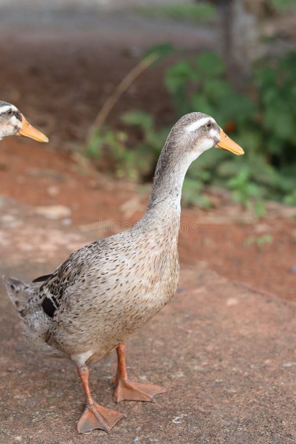 Duck Looking at Camera in Regent S Park Stock Photo - Image of camden ...