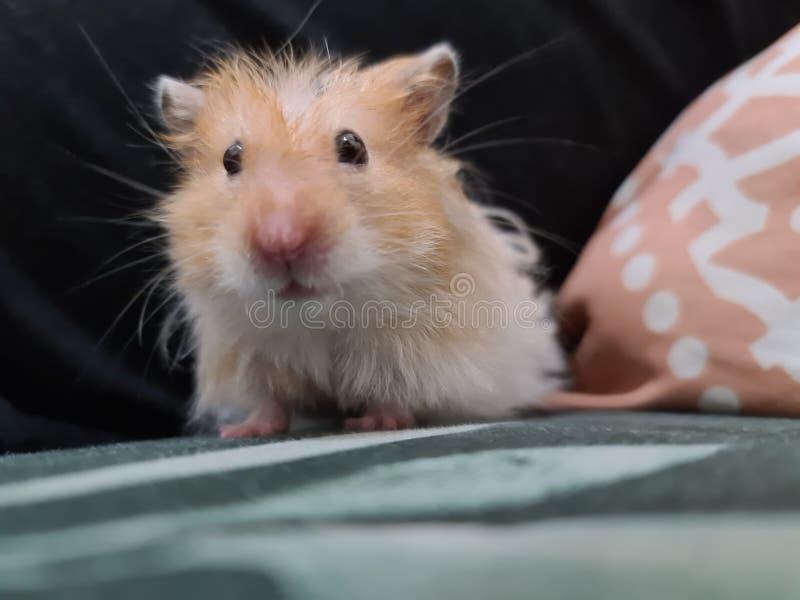 Confused Hamster Stock Photos - Free & Royalty-Free Stock Photos from ...