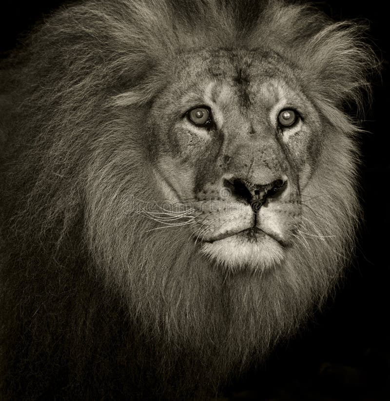 Lion Thinking Stock Photos - Download 188 Royalty Free Photos