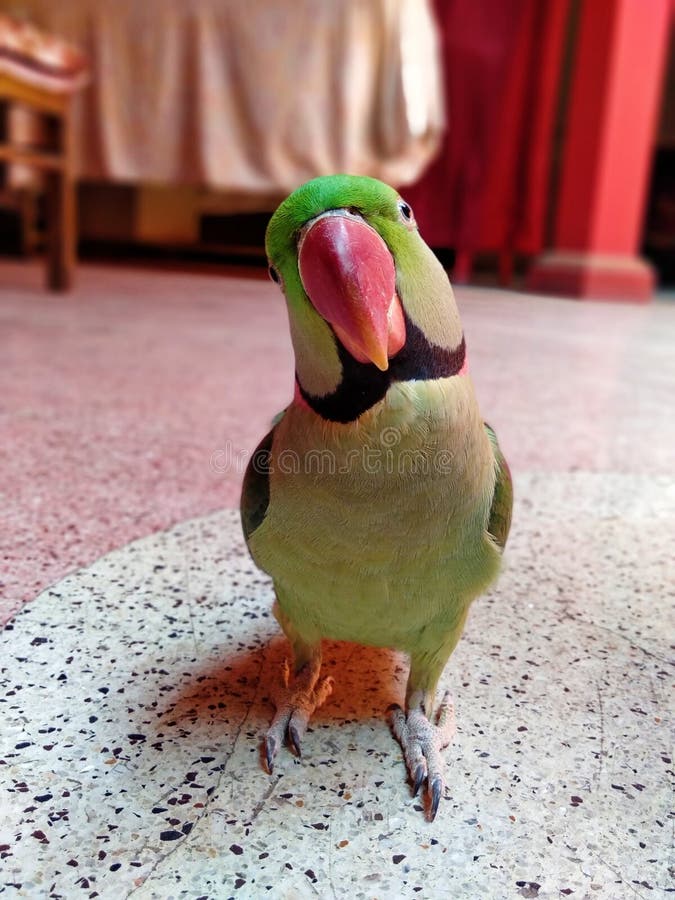 Confused parrot stock photo. Image of pahaditota, mitthu - 178878488