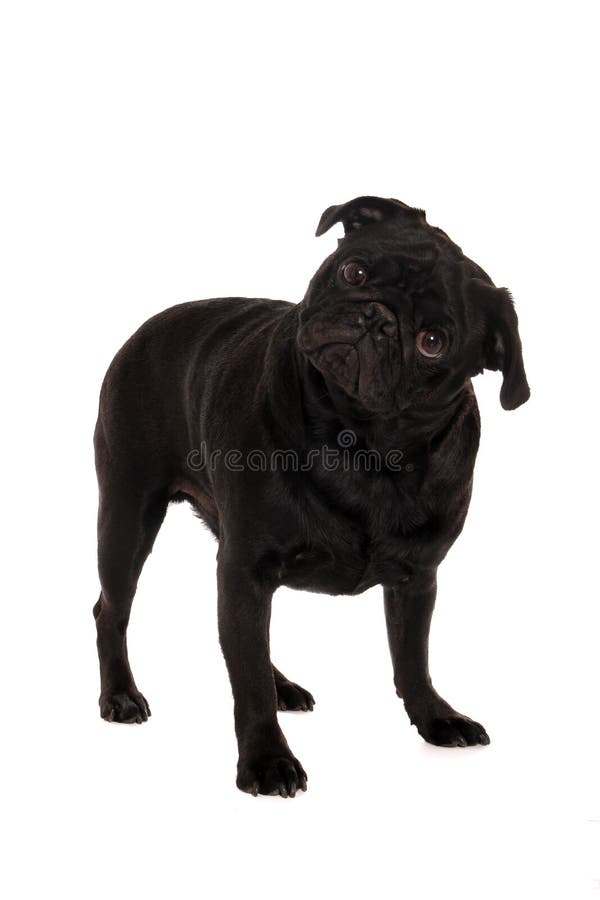 Confused pug stock image. Image of white, ears, puppy - 28928155