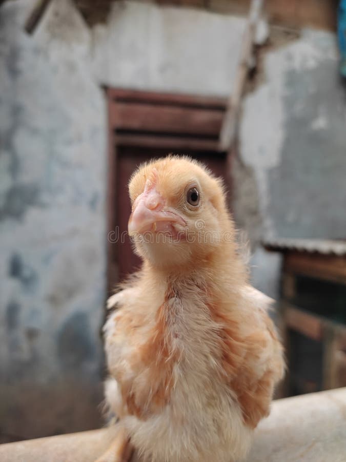 Confused Yellow Feathered Chicken Stock Photos - Free & Royalty-Free ...