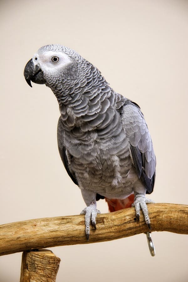 African Grey Parrot stock image. Image of feather, african - 1891887