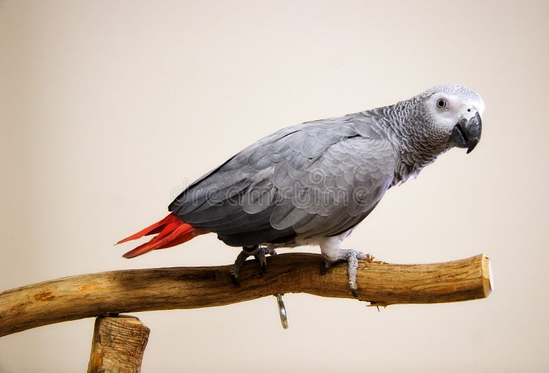 African Grey Parrot stock image. Image of feather, african - 1891887