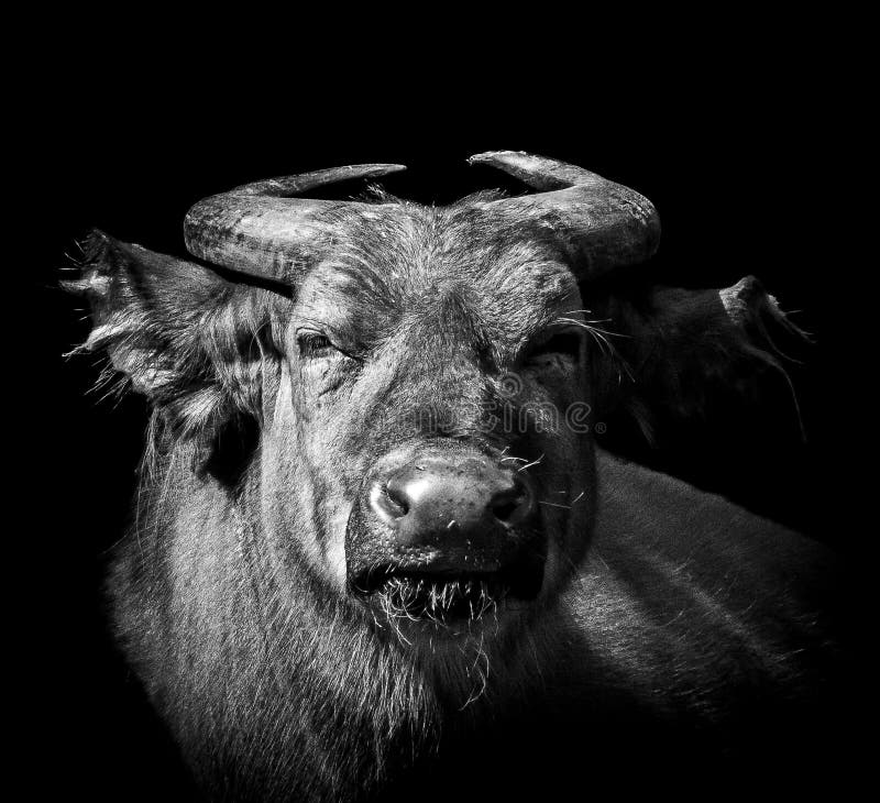 Congo Buffalo Stock Photos - Free & Royalty-Free Stock Photos from ...