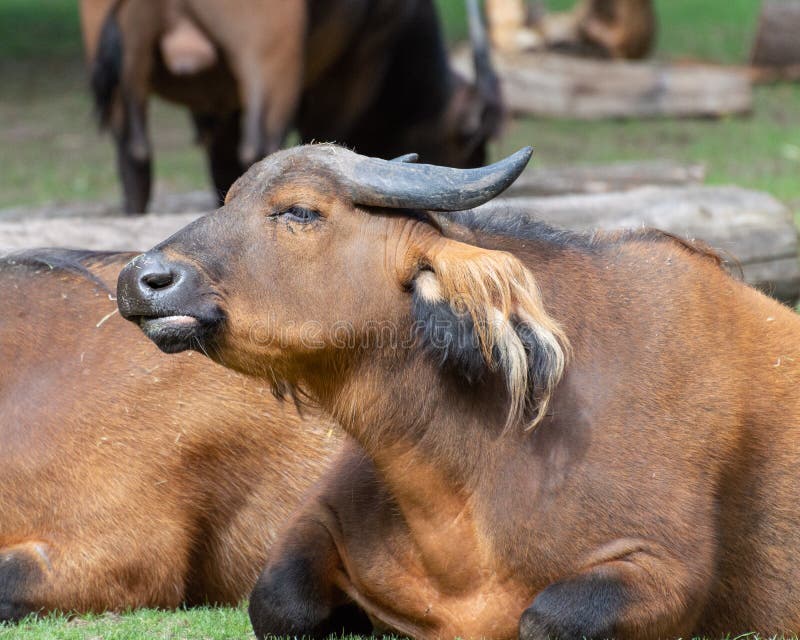 A Congo Buffalo in Captivity at the Zoo. Stock Image - Image of congo ...