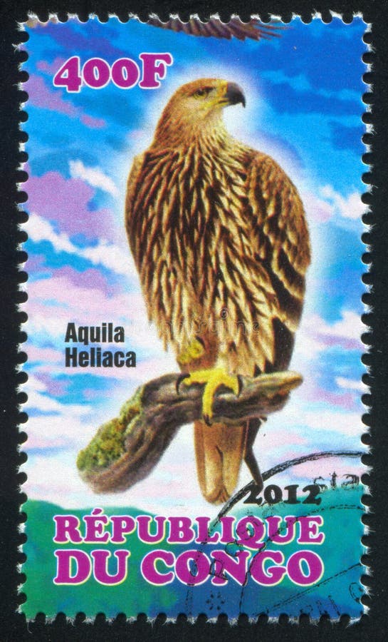 Eastern Imperial Eagle editorial photo. Image of seal - 322786051