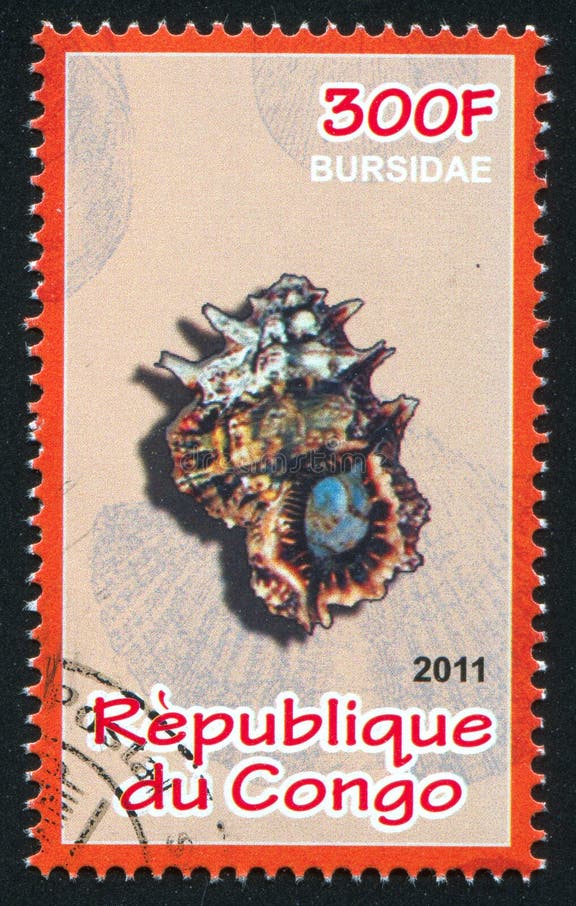 Frog shell editorial image. Image of aged, helix, antique - 322790425