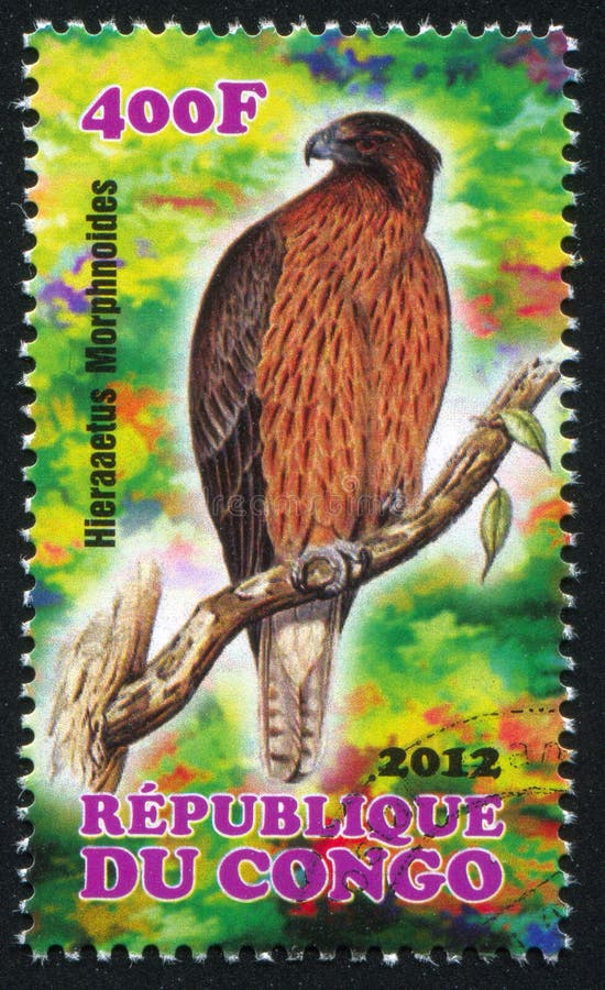 Little Eagle editorial stock image. Image of hieraaetus - 322786234