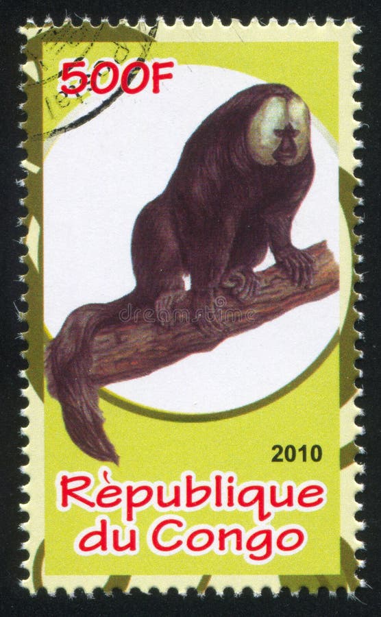 Monkey editorial photography. Image of aged, congo, animal - 321964117