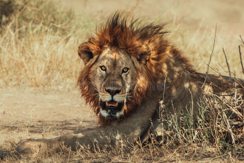 Congo Lion Lying on a Grass Under the Shadow Stock Image - Image of ...