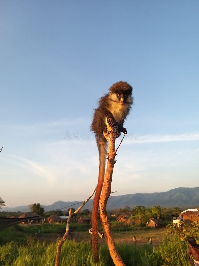 Congo native monkey stock image. Image of bird, congo - 261991061