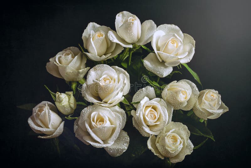 Congratulation. White Roses in Dew Drops Stock Image - Image of drops ...