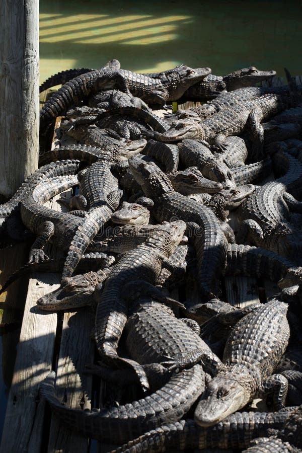 Pile Crocs Stock Photos - Free & Royalty-Free Stock Photos from Dreamstime