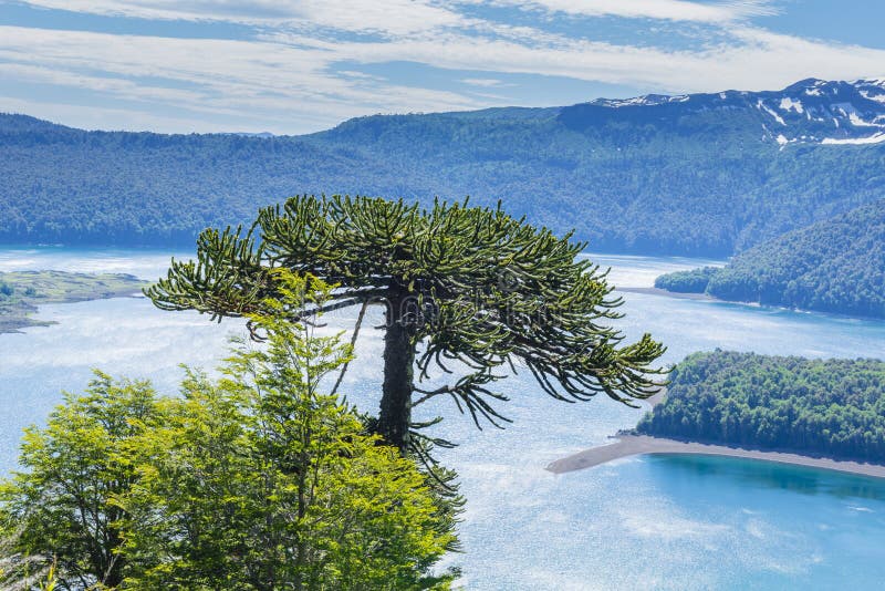 Conguillio National Park, Chile Stock Photo - Image of temuco, south ...