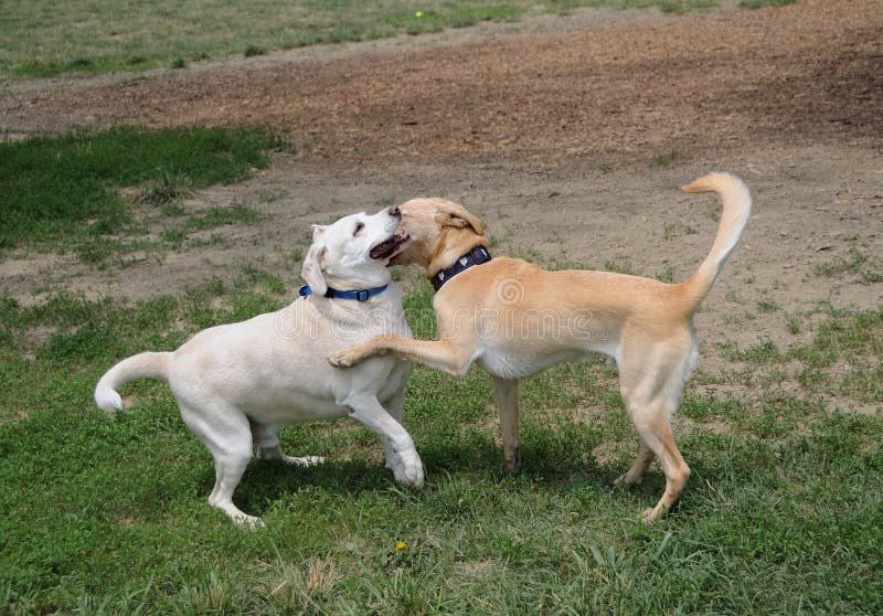 Conhecer o imagem de stock. Imagem de agressivo, alfa - 5580133