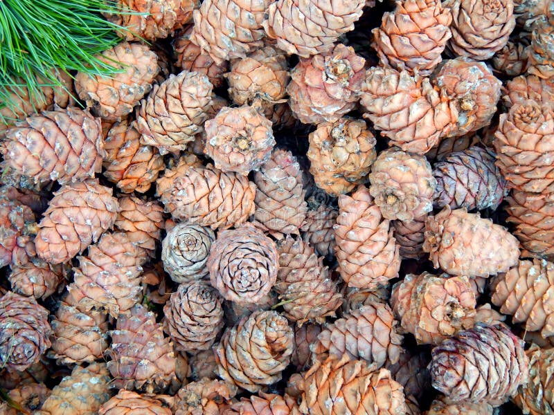 Pigna conifera sulla terra fotografia stock. Immagine di bello - 80597000