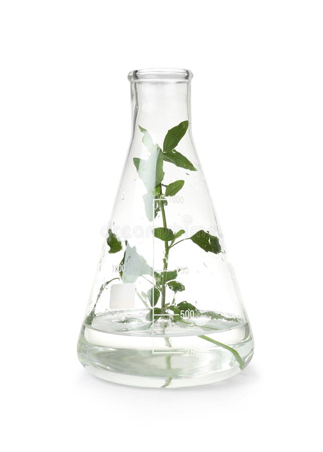 Flask With Plant On Table In Laboratory, Space For Text. Stock Image ...