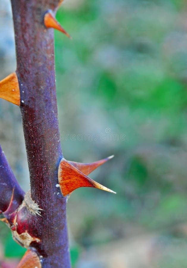 Conical rose flower thorn stock photo. Image of close - 28353068