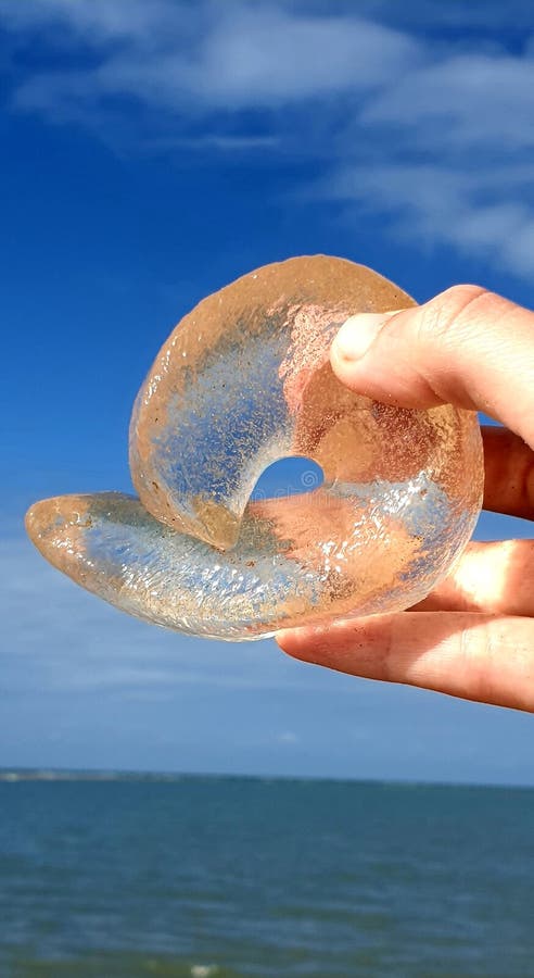 Snail Egg Sac Stock Photos - Free & Royalty-Free Stock Photos from ...