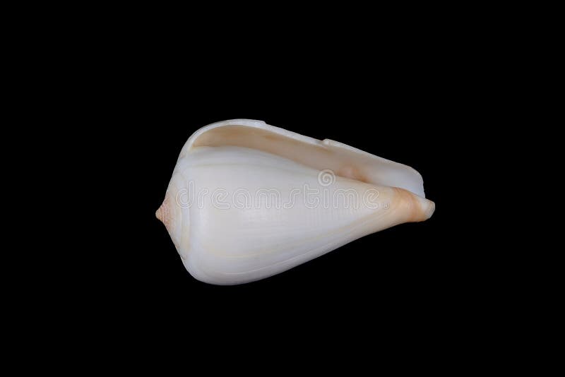139 Conical Shells Stock Photos - Free & Royalty-Free Stock Photos from ...