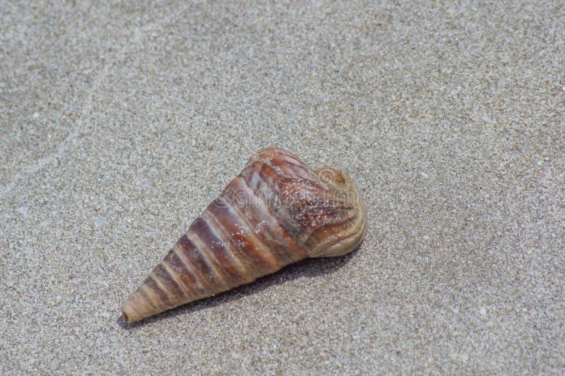 Conical Sea Snails Shell on Beach Sands Stock Photo - Image of small ...