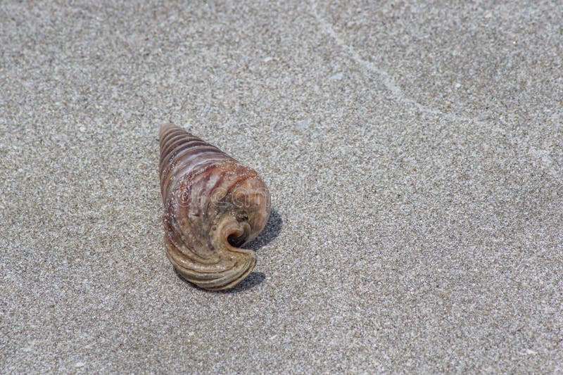 Conical Sea Snails Shell on Beach Sands Stock Photo - Image of outdoor ...