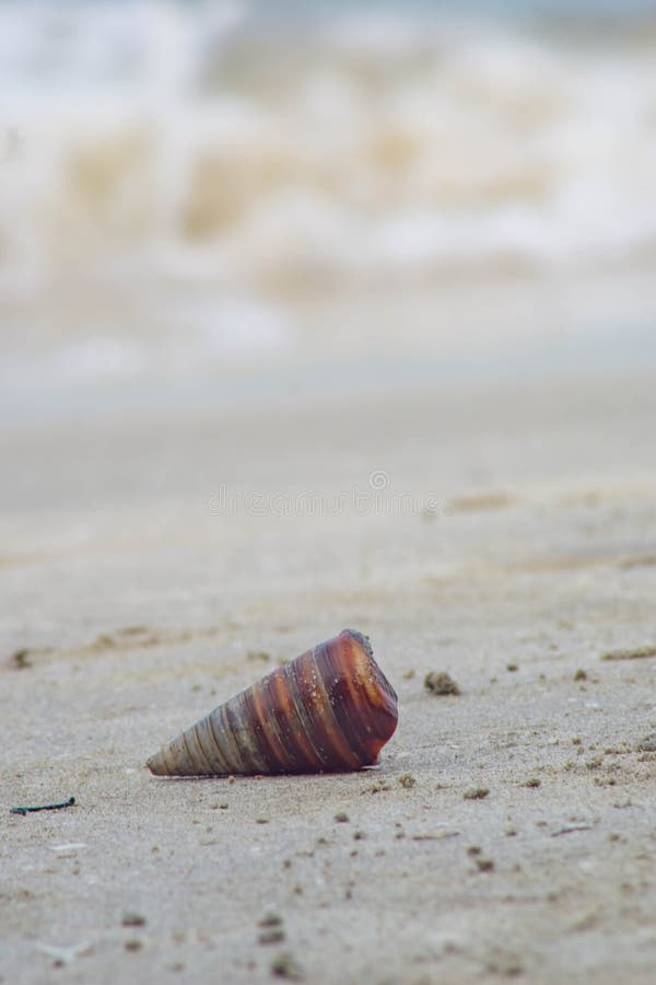 Conical Sea Snails Shell on Beach Sands Stock Photo - Image of shells ...