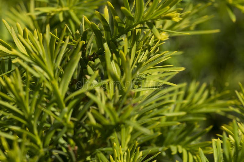 Conical Shape Sharp Pine Tree Branch Close Photo Stock Image - Image of ...