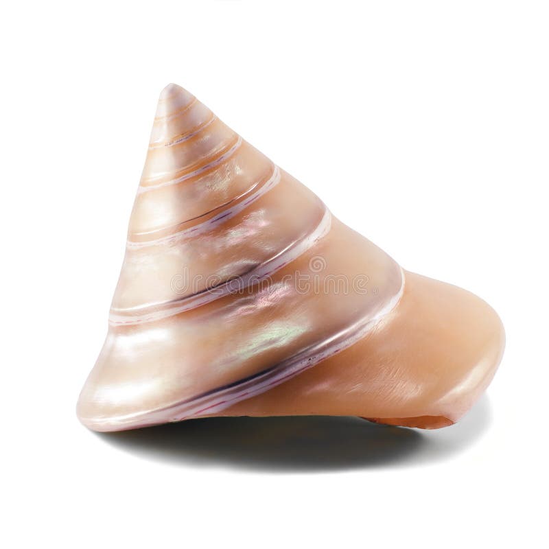 229 Conical Sea Shell Stock Photos - Free & Royalty-Free Stock Photos ...