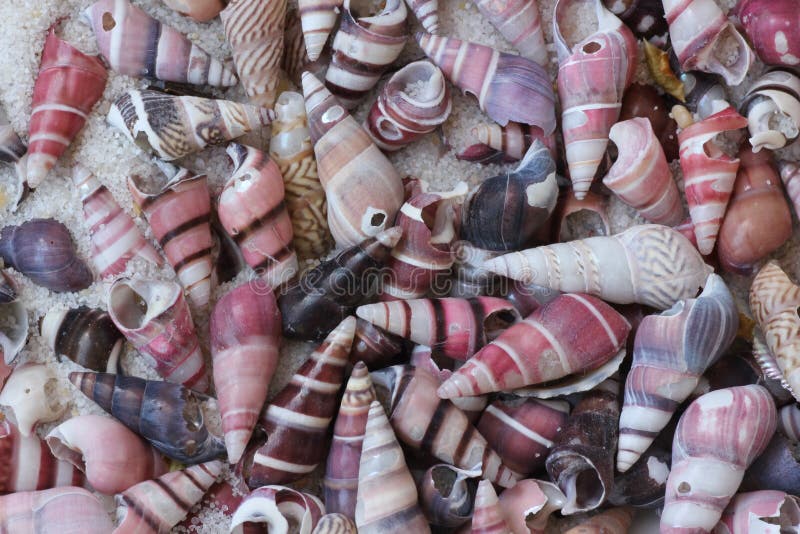 Coned Seashell Conglomerate on Sand, Australian Nature Stock Photo ...