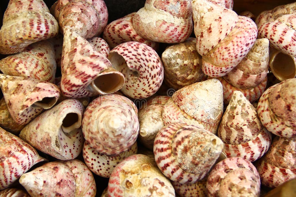 Conical Shells of Sea Mollusks and Land Snails Stock Photo - Image of backdrop, closeup: 327811268