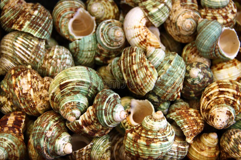 Conical Shells of Sea Mollusks and Land Snails Stock Image - Image of ...