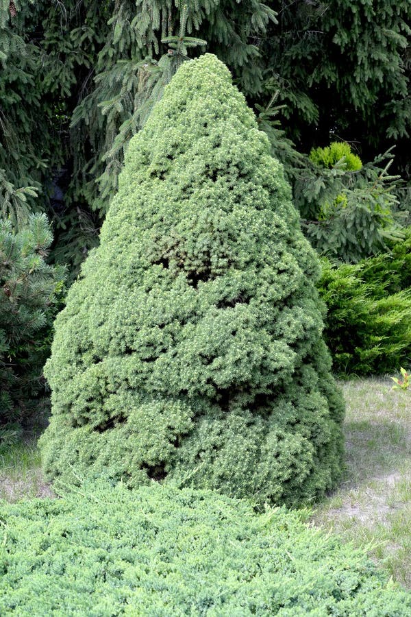 Conical Spruce Grows in the Park Stock Photo - Image of pyramidal, gray ...