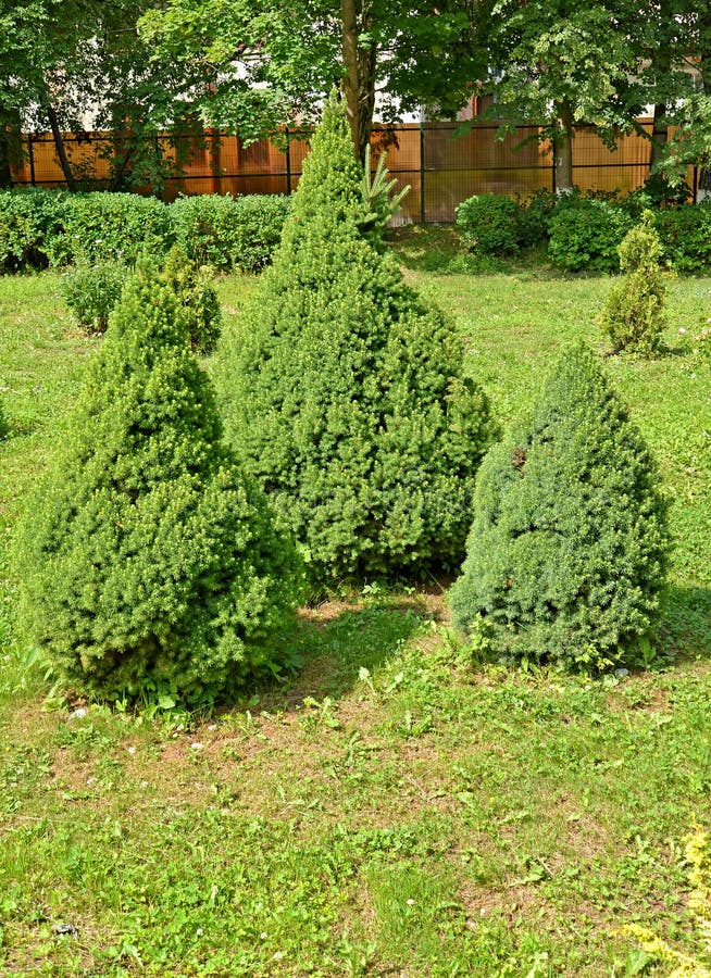 Conical Spruce Trees Grow in the Park. Group Landing Stock Photo ...