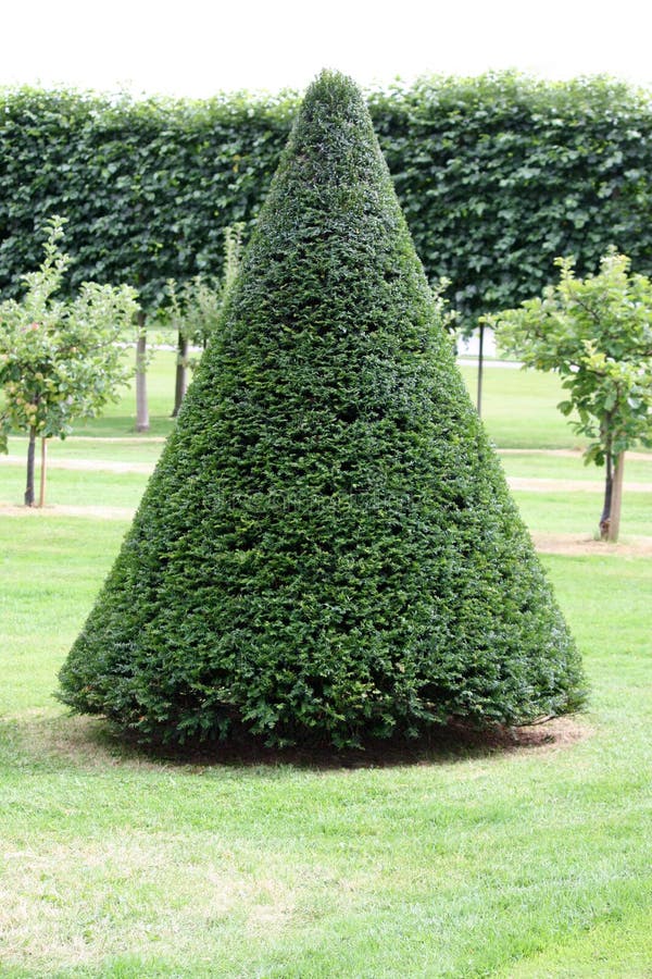 Conical Tree. stock image. Image of cultivate, cultivated - 12845643