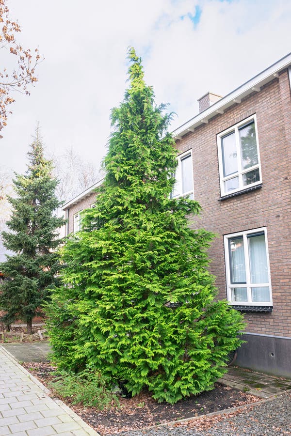 Conical White Cedar Tree in a Street Stock Image - Image of gardening ...