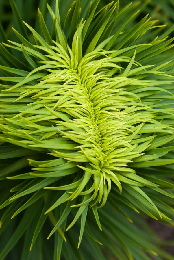 Conifer stock image. Image of green, spiky, spring, tree - 28227935