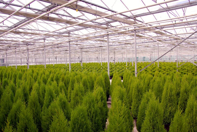 Conifer stock image. Image of breeding, agriculture, cultures - 4838117